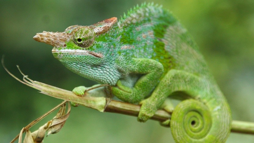 openSUSE 15 já está disponível para download! Conheça as novidades