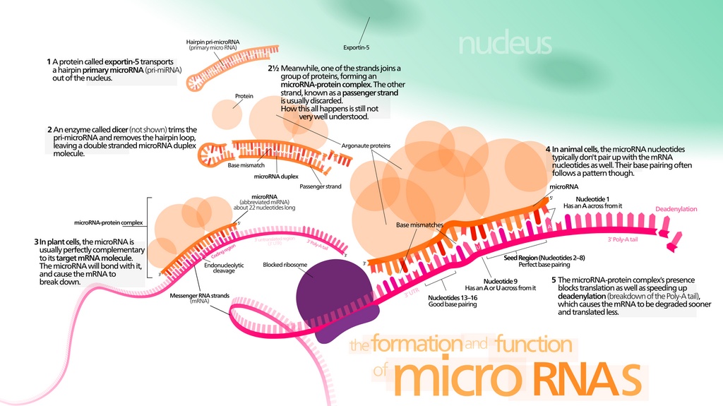 microRNAs – o que são e como podem ser úteis no combate de doenças