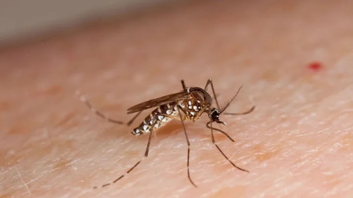 Google vai libertar 64 milhões de mosquitos com a missão de se livrar ...